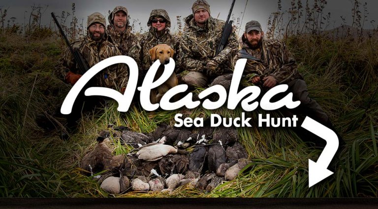 Alaska Sea Duck Hunt in Cold Bay, AK | Outfitter / Guide Services