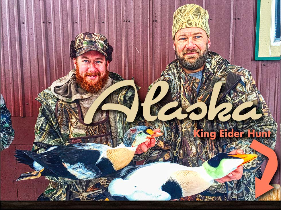 Alaska King Eider Outfitter - Four Flyways Outfitters